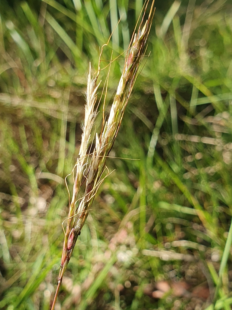 Redleg Grass from Pennant Hills NSW 2120, Australia on July 1, 2023 at ...