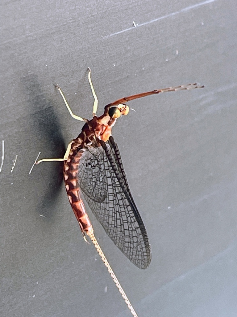 Giant Mayflies from West Rd, Flat Rock, MI, US on June 30, 2023 at 04: ...