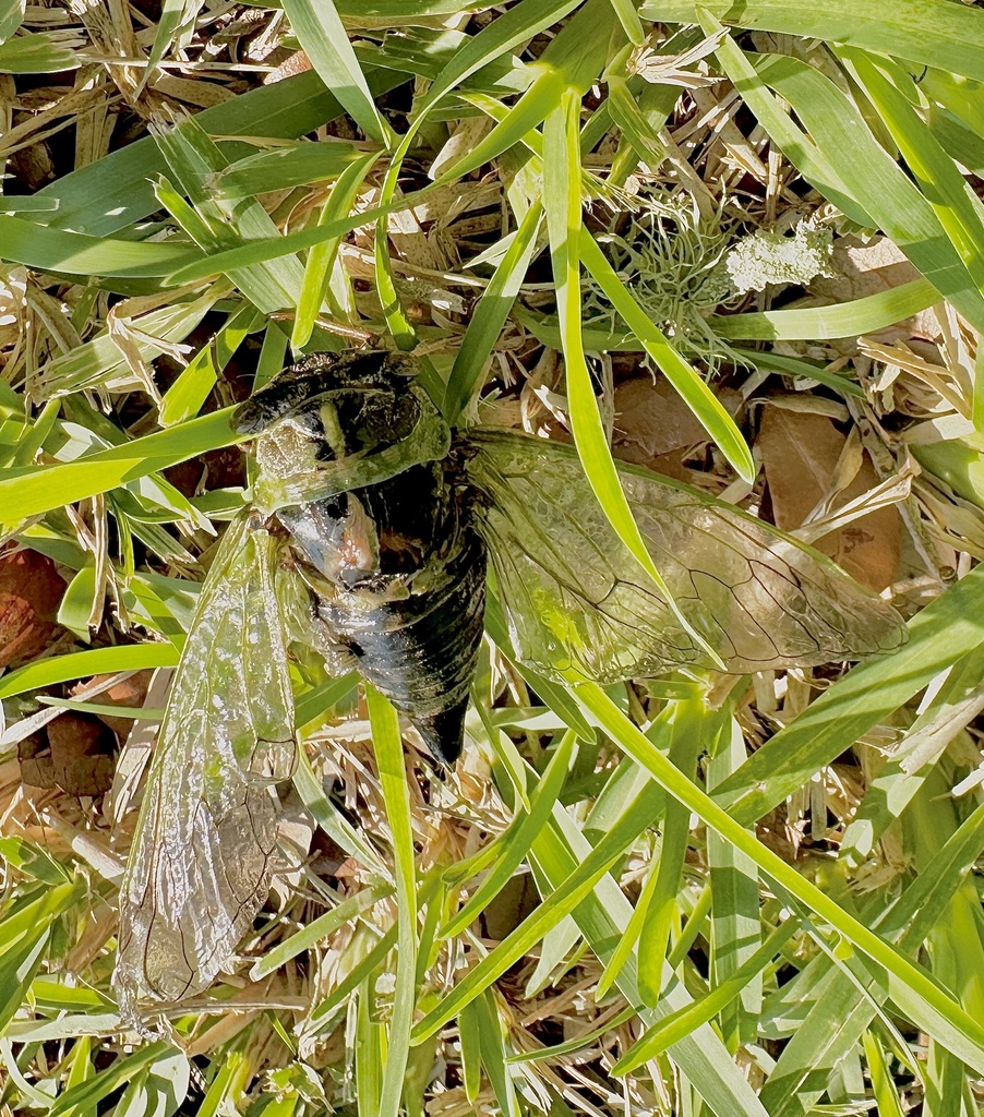 Swamp Cicada from Dantzler St, Moss Point, MS, US on June 30, 2023 at ...