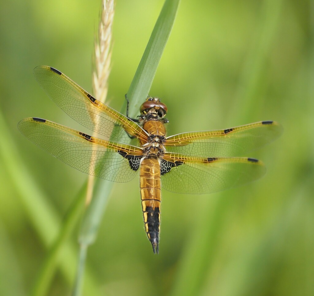Four-spotted Skimmer from outaouais, qc on June 29, 2023 at 10:20 AM by ...