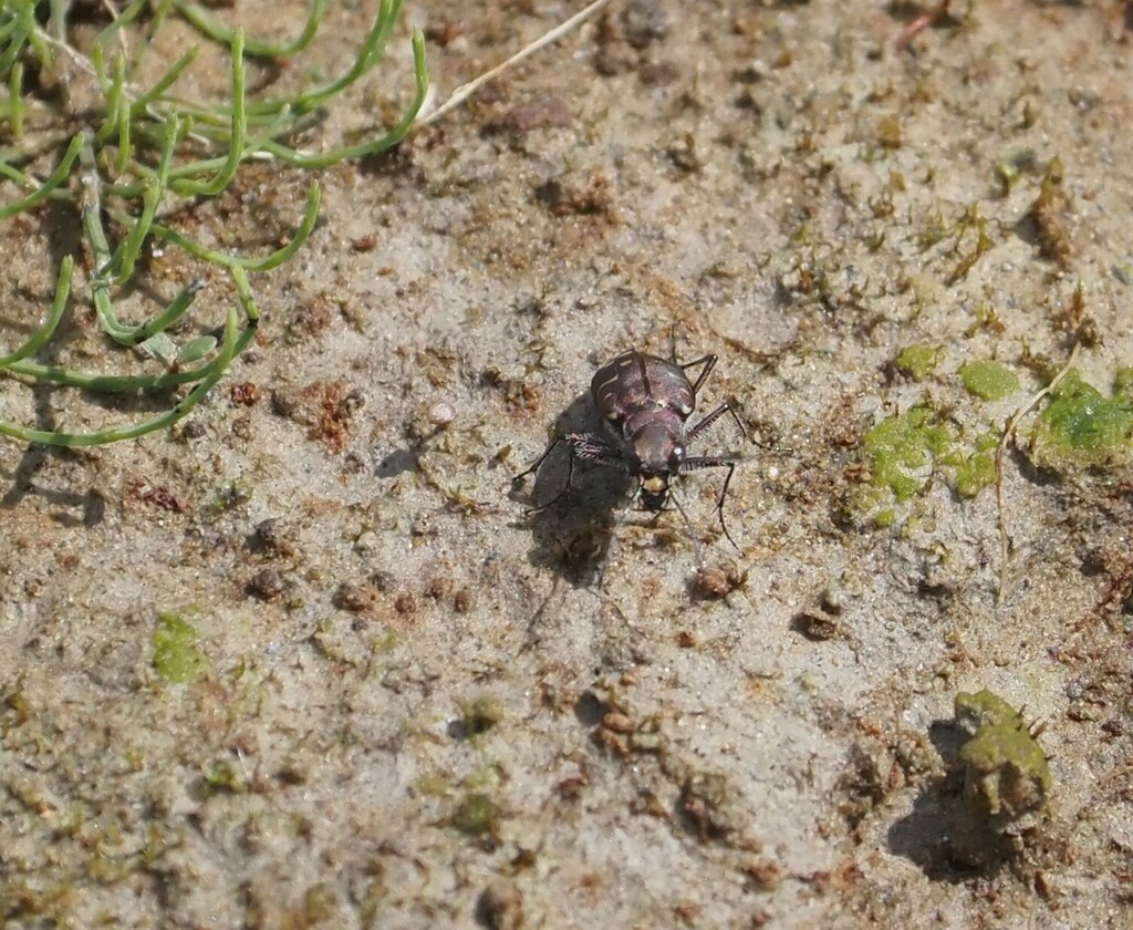 Twelve-spotted Tiger Beetle from Saint-Just-de-Bretenières, QC G0R ...