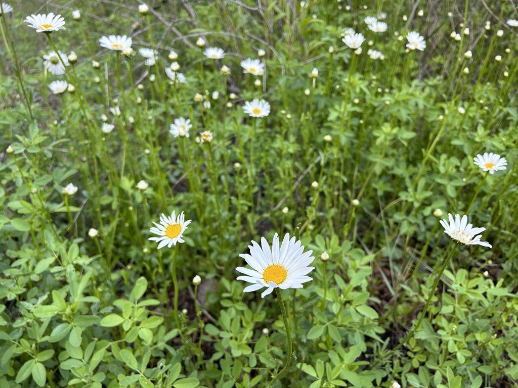 oxeye daisy from Bosque Nacional De Santa Fe, Santa Fe, NM, US on June ...