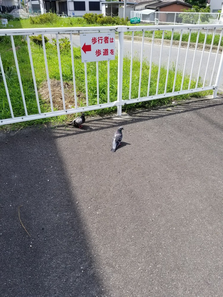 Feral Pigeon from Nataka, Kainan, Wakayama 642-0032, Japan on July 10 ...