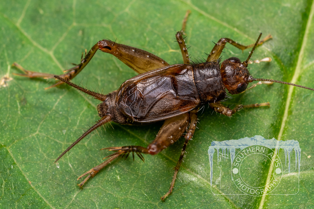 Carolina Ground Cricket from Gainesville, FL, USA on June 30, 2023 at ...