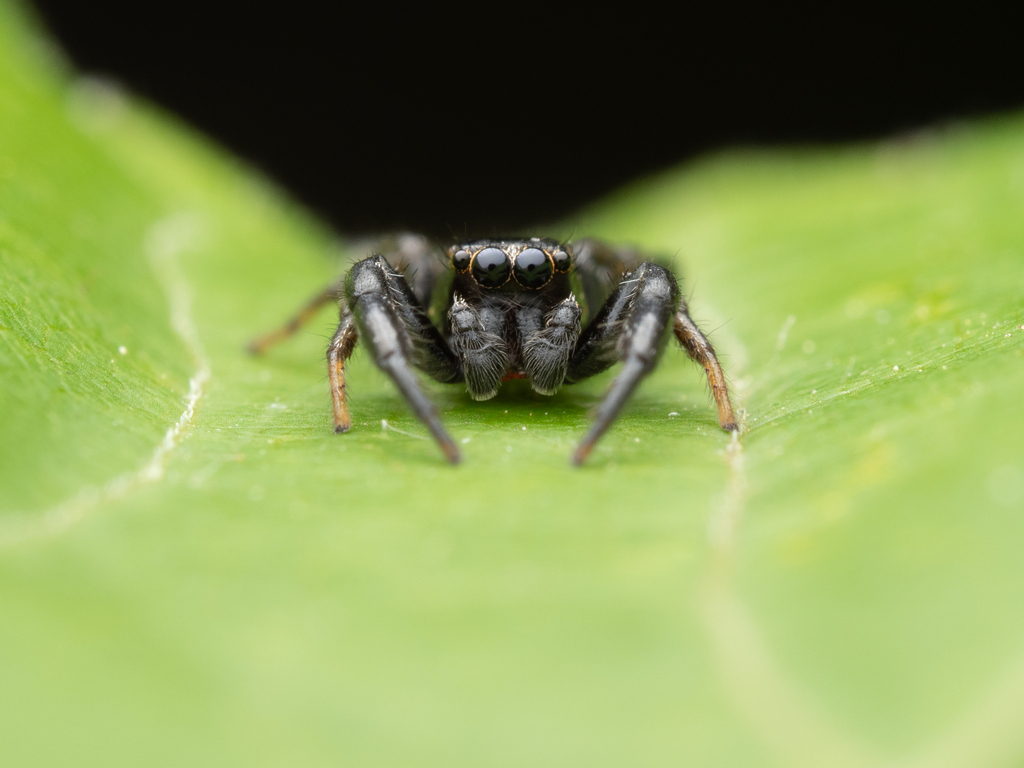 Short-bellied Slender Jumping Spider from Lake County, IL, USA on June ...