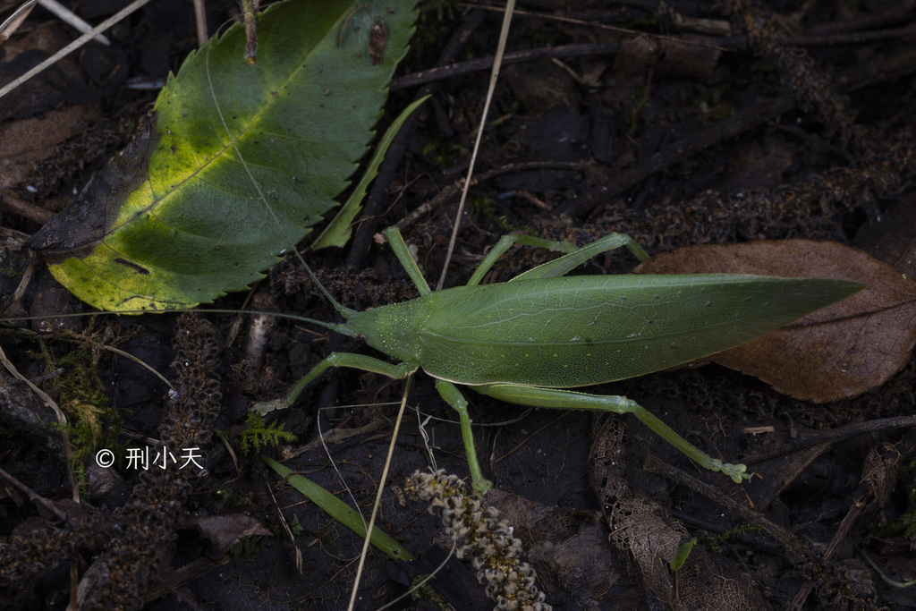 Phyllomimus sinicus from Ningshan County, Ankang, Shaanxi, China on ...