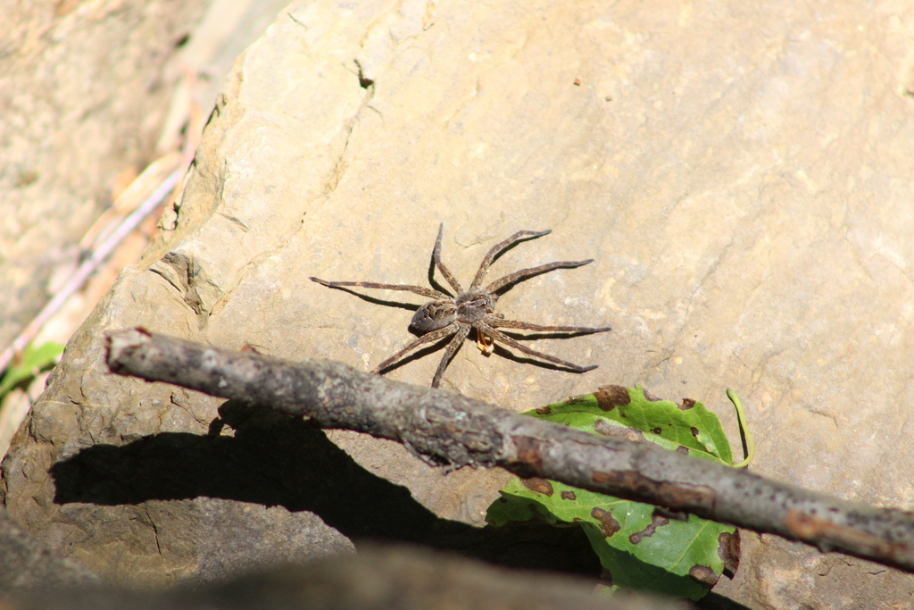 Striped Fishing Spider from Oil City, PA 16301, USA on June 15, 2014 at ...