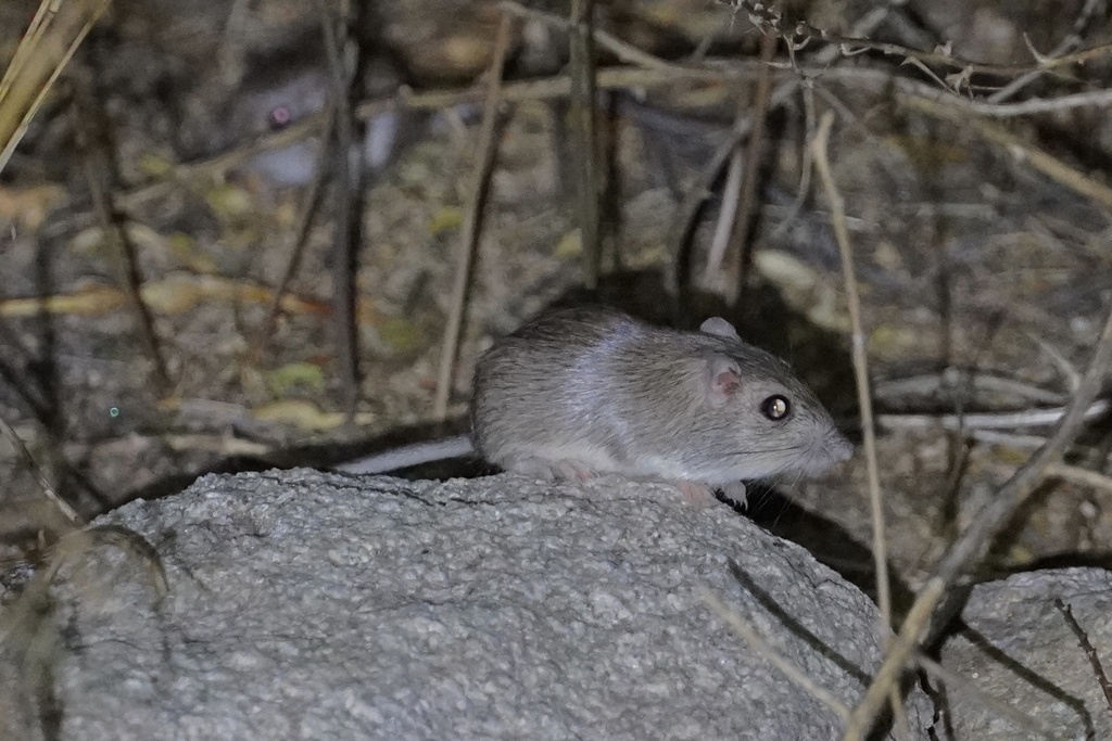 Desert Pocket Mouse from Tucson & Scottsdale Golf Vacations ...