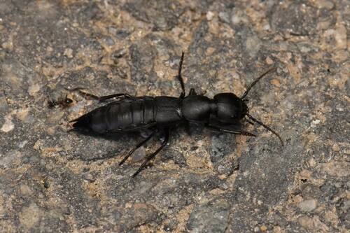 Ocypus coreanus · iNaturalist