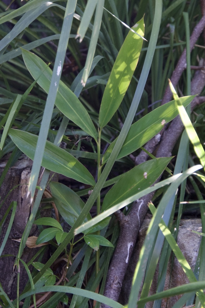 Native Ginger from Griffith University - Gold Coast Campus, Southport ...