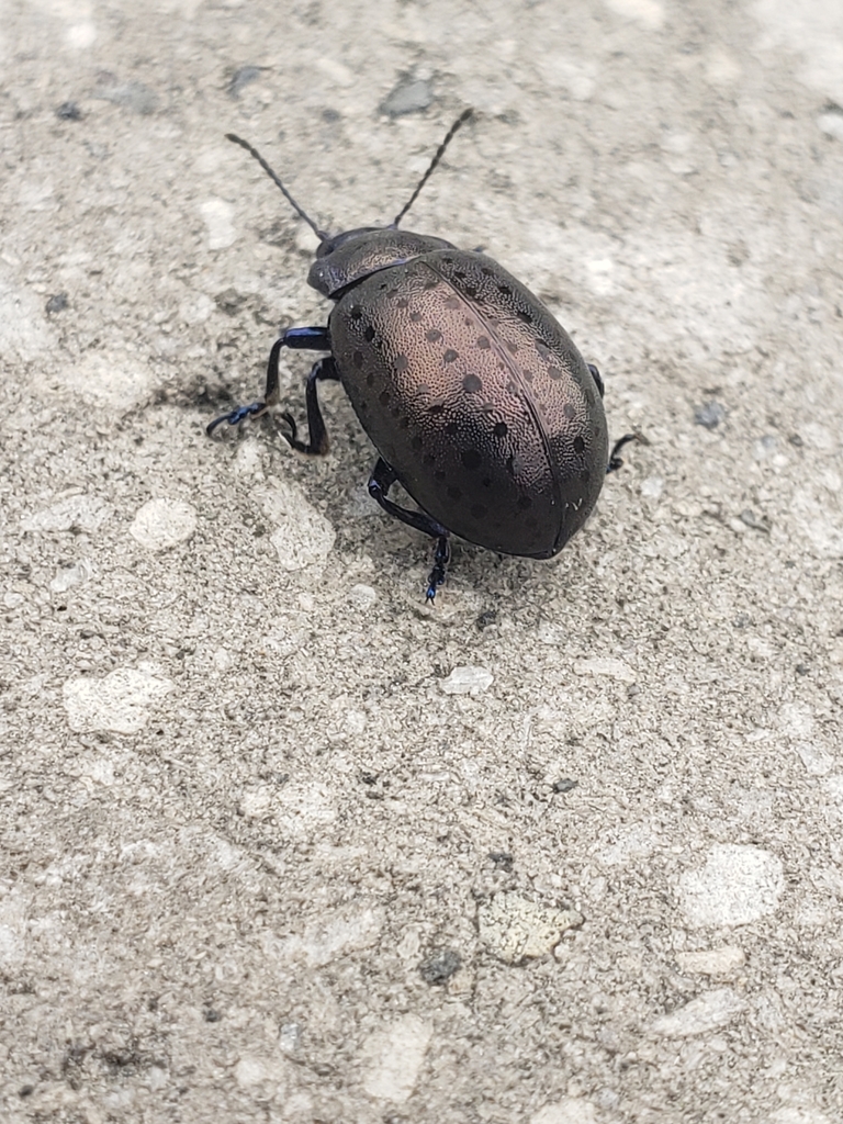 Chrysolina exanthematica from 047-0032, Japan on June 30, 2023 at 10:05 ...
