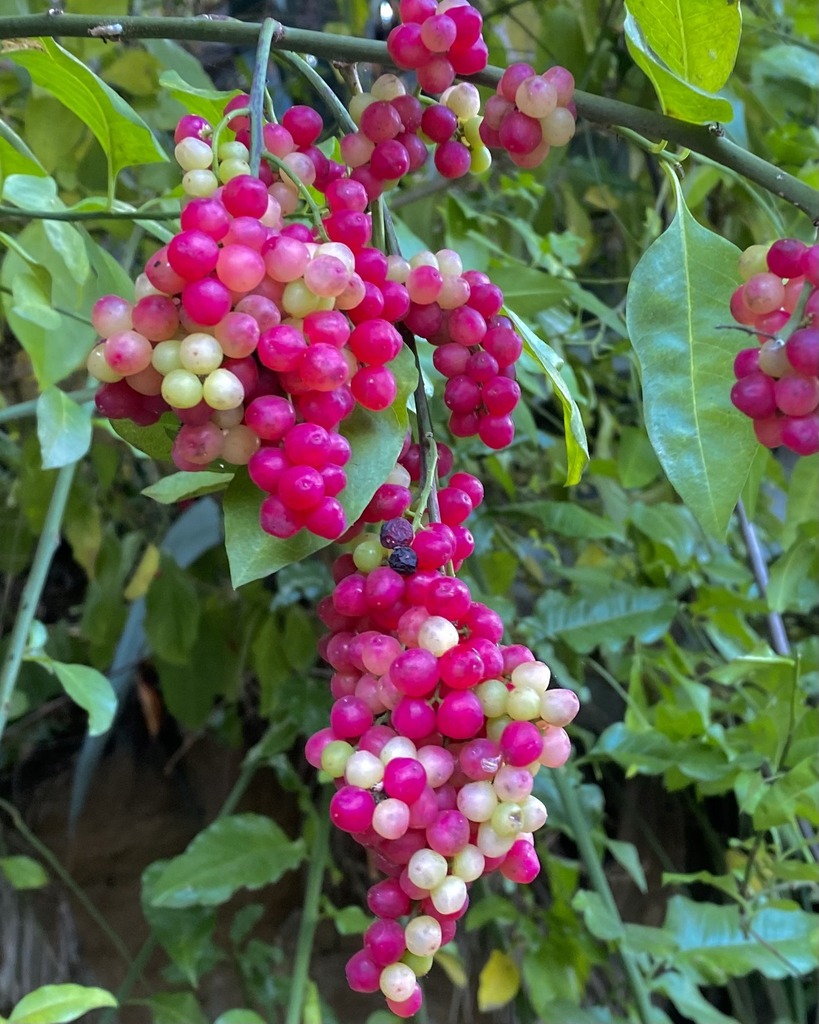Bosea yervamora from Sta Brígida, Las Palmas, Spain on June 15, 2023 at ...