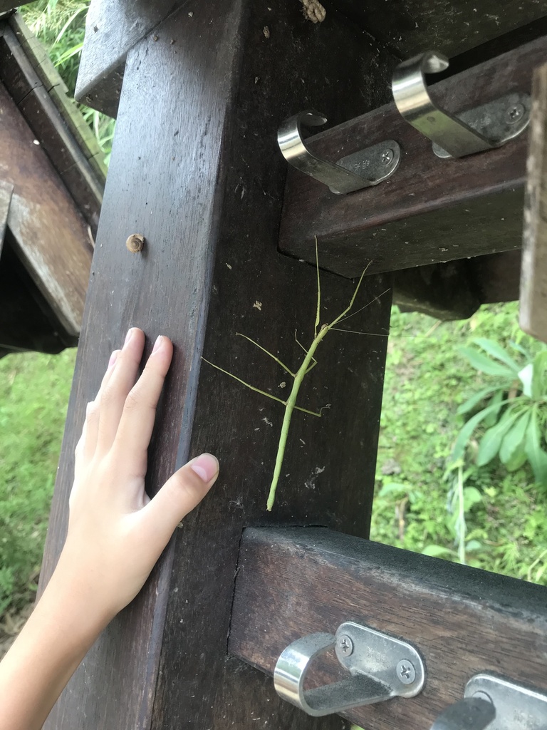 Pink-winged Stick Insect from Taiwan, Baoshan Township, HSQ, TW on June ...