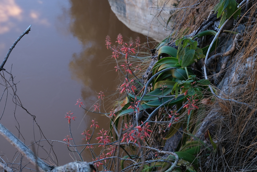Aloe bosseri from Antsalova, Madagaskar on June 10, 2023 at 07:51 AM by ...