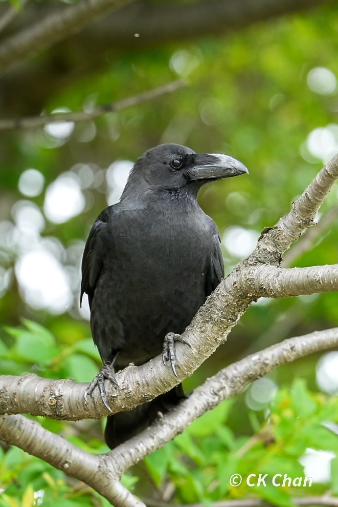 Japanese Crow from Ukimido Park on July 1, 2023 at 10:06 AM by Chan ...
