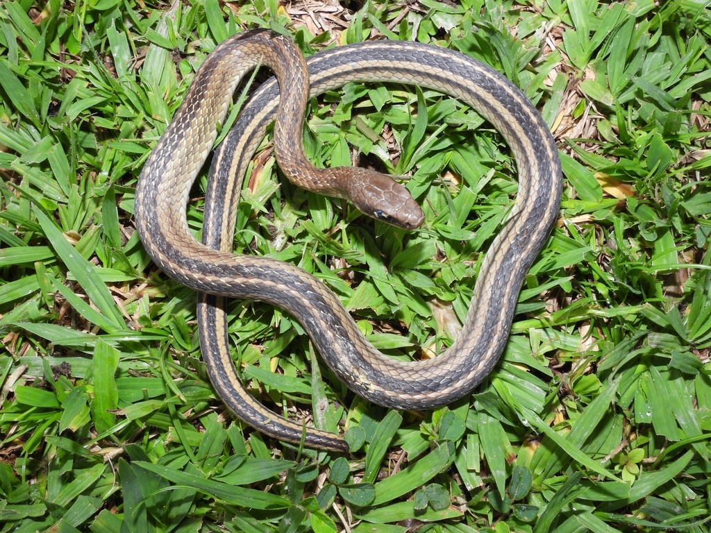 Forest Racer from Pitalito, Huila, Colombia on June 30, 2023 at 10:57 ...