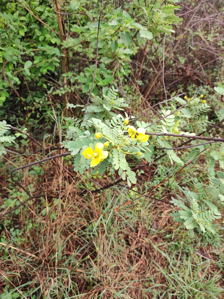 matura tea tree from Suraram, Hyderabad, Telangana, India on May 1 ...