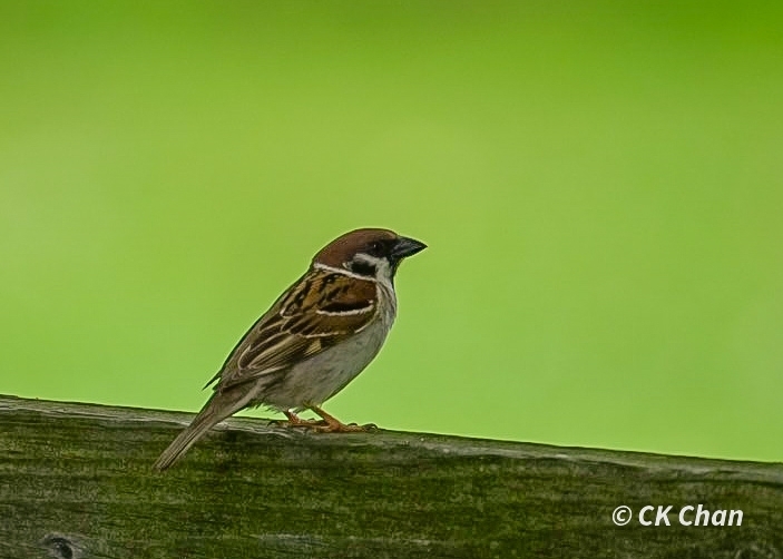 Eurasian Tree Sparrow from Tōyako, JP-HK, JP on July 1, 2023 at 12:22 ...