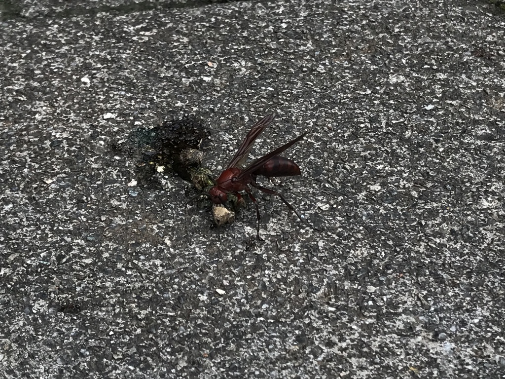 Giant Brown Paper Wasp from 臺灣島, 平溪區, NWT, TW on July 1, 2023 at 09:38 ...
