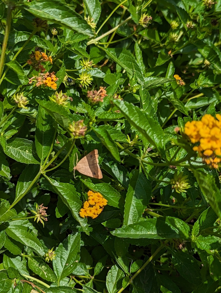 Spotted Grass Moth from Arlington, TX 76016, USA on June 30, 2023 at 11 ...