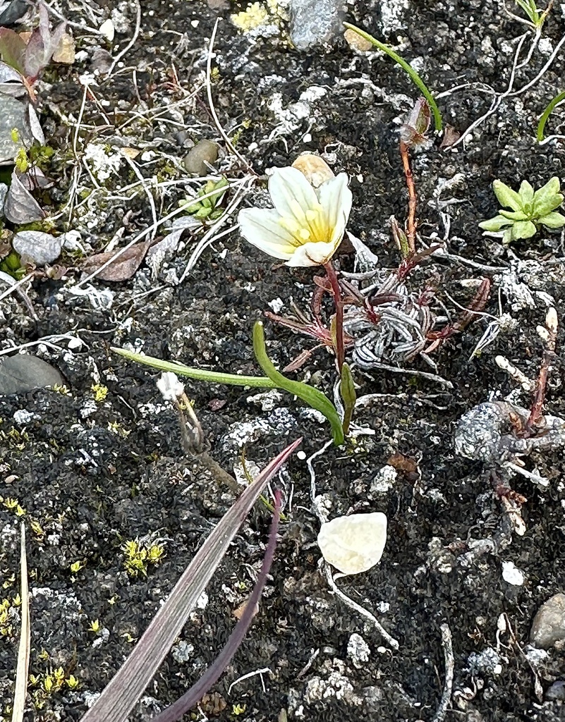 Snowdon Lily from Prudhoe Bay, AK, US on June 30, 2023 at 11:38 AM by ...
