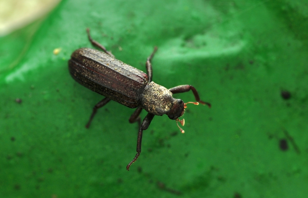 Stenochinus from 鶯歌 on July 1, 2023 at 10:35 AM by 邱仲良 · iNaturalist
