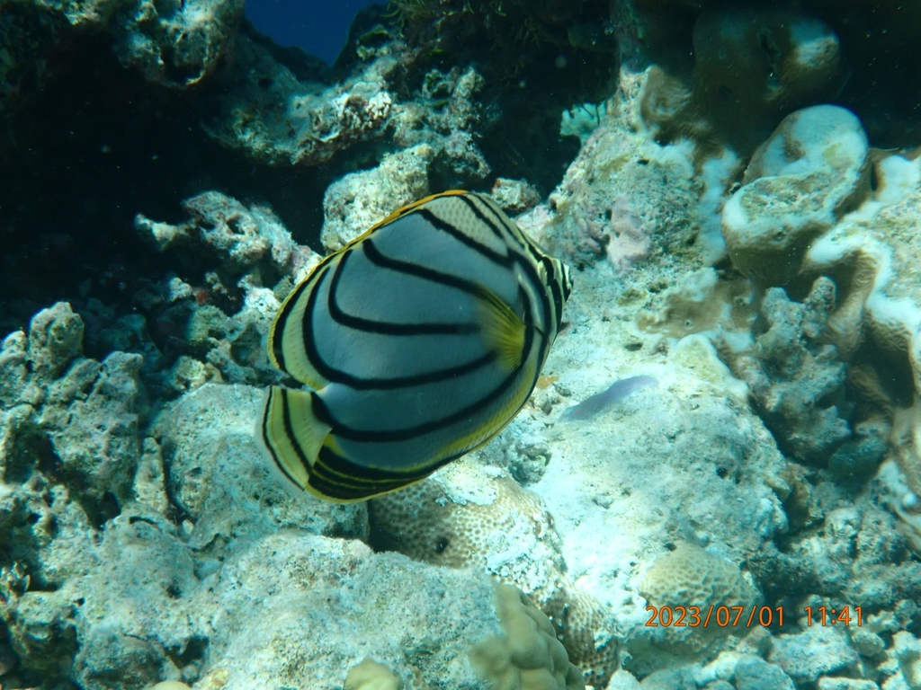 Meyer's Butterflyfish from Faafu Atoll, Maldives on July 1, 2023 at 11: ...