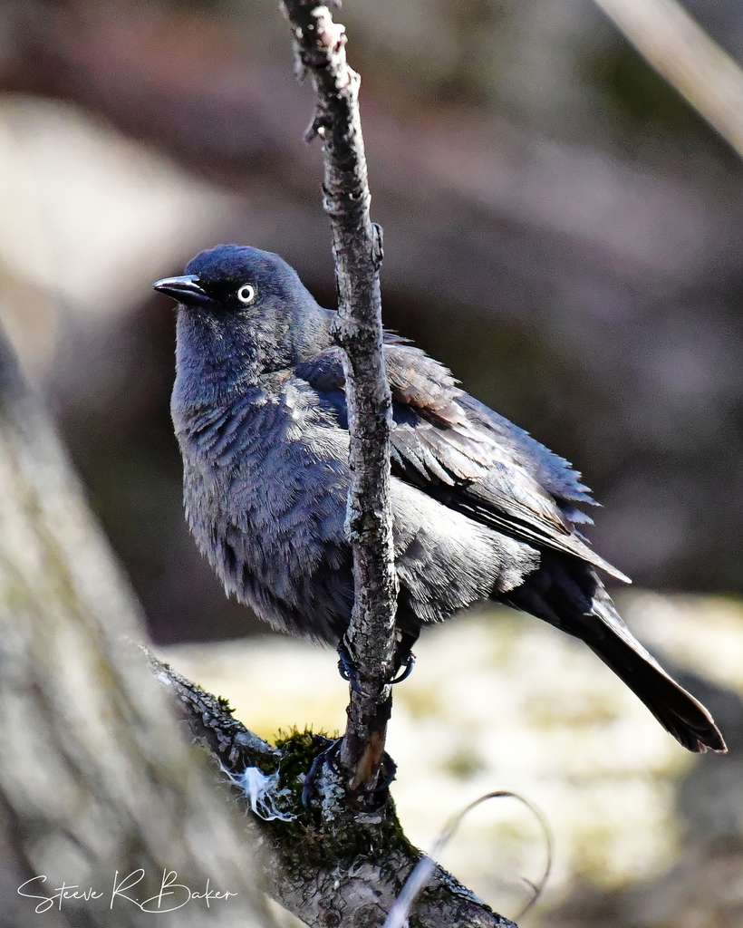 Rusty Blackbird from Maizerets, Québec, QC G1J, Canada on May 5, 2019 ...