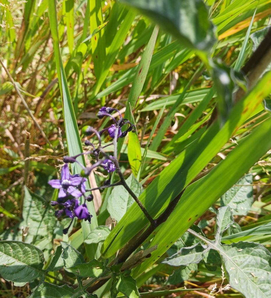bittersweet nightshade from Norman Bird Sanctuary on June 30, 2023 at ...