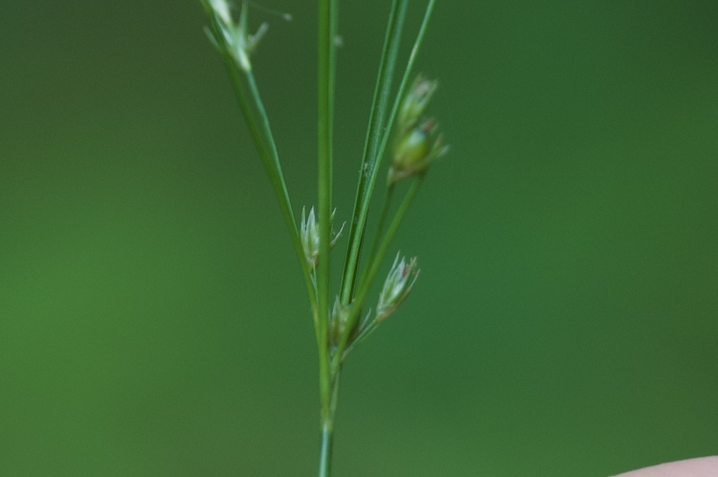 Slender Path Rush in June 2023 by Simon Tolzmann · iNaturalist