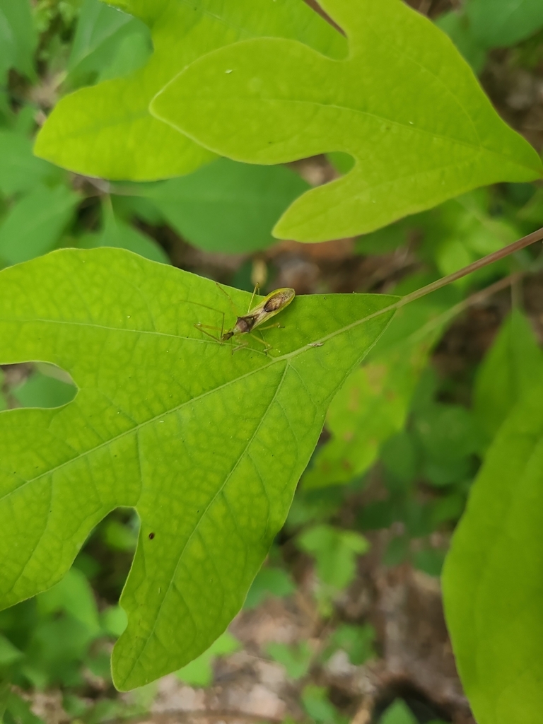 Pale Green Assassin Bug from Onsted on July 1, 2023 at 11:43 AM by ...