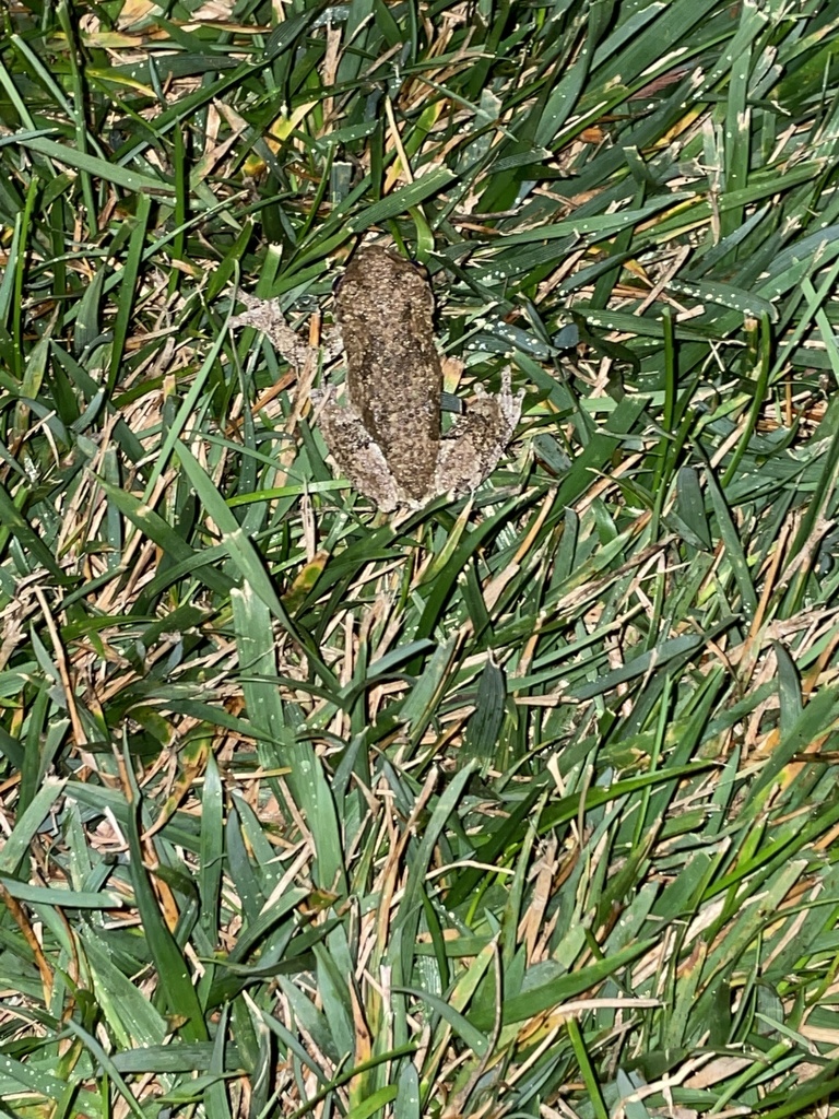Gray Treefrog Species Complex from Bealls Farm Ct, Frederick, MD, US on ...