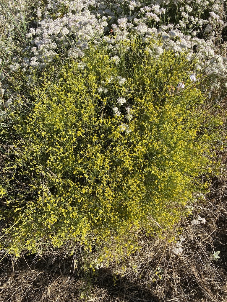 Broom Snakeweed from San Bernardino County, US-CA, US on July 1, 2023 ...