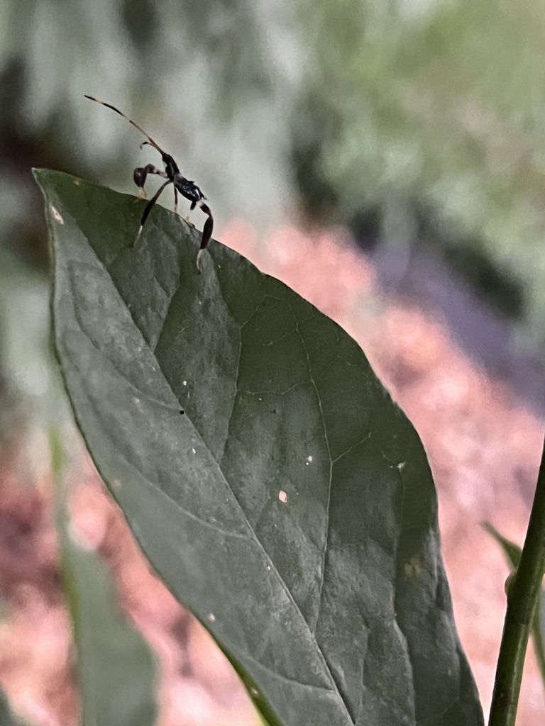 True Bugs in June 2023 by Sarah Wellman. On spice bush · iNaturalist