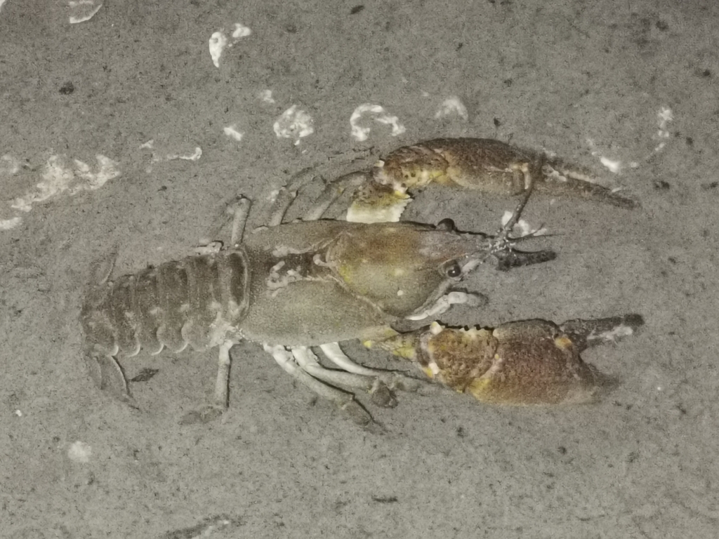 Atlantic Stream Crayfish in July 2023 by Mauro m · iNaturalist
