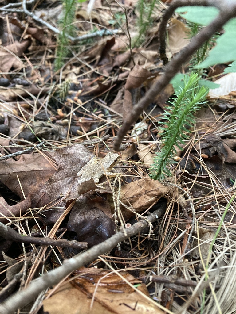 Spring Peeper from The Adirondack Preserve, Northville, NY, US on June ...