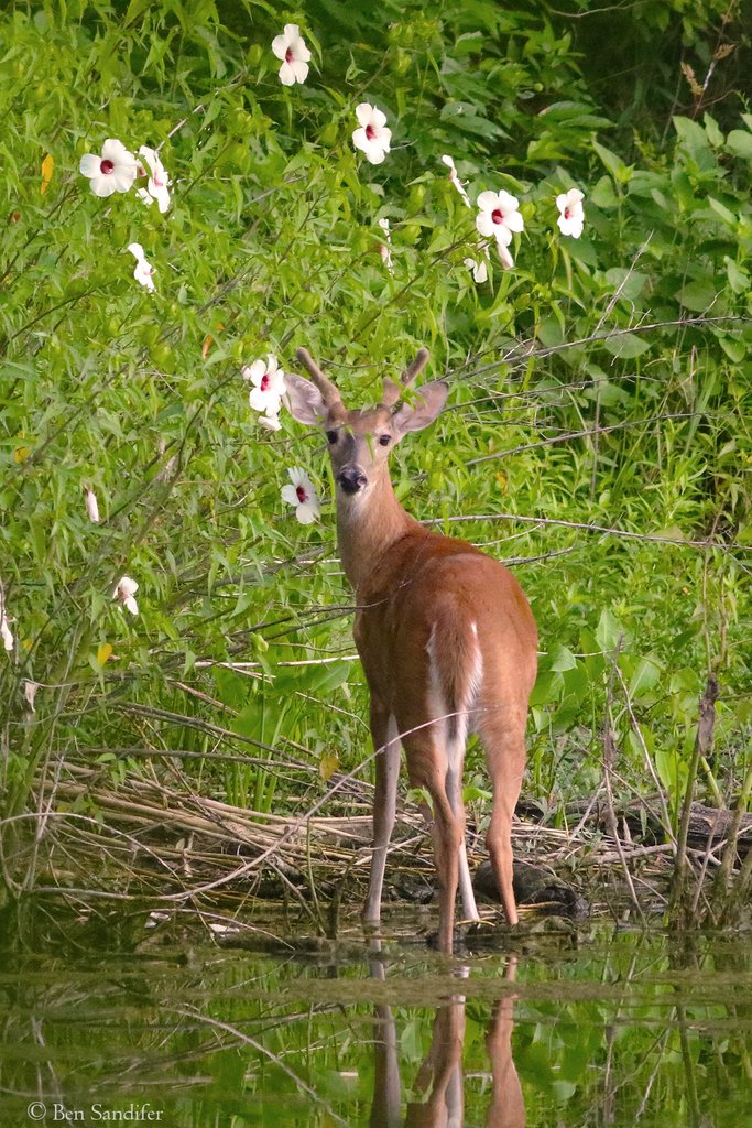 White-tailed Deer in July 2023 by Ben Sandifer · iNaturalist