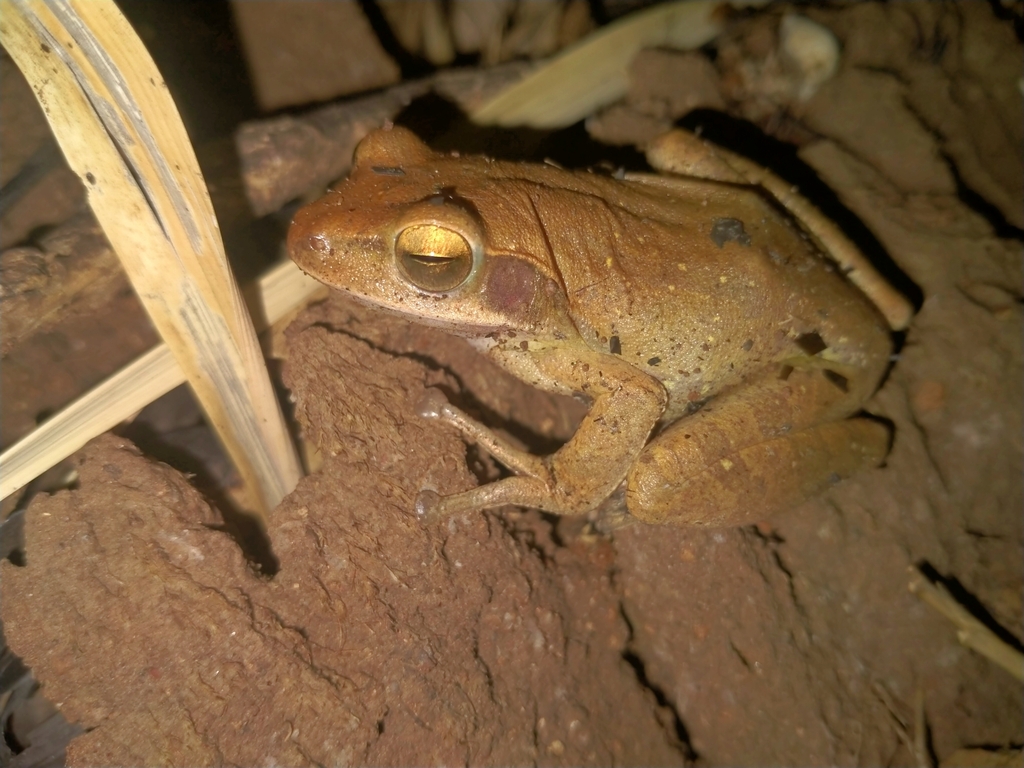 Chunam Tree Frog from Mahal on April 30, 2023 at 11:25 PM by Vishal ...