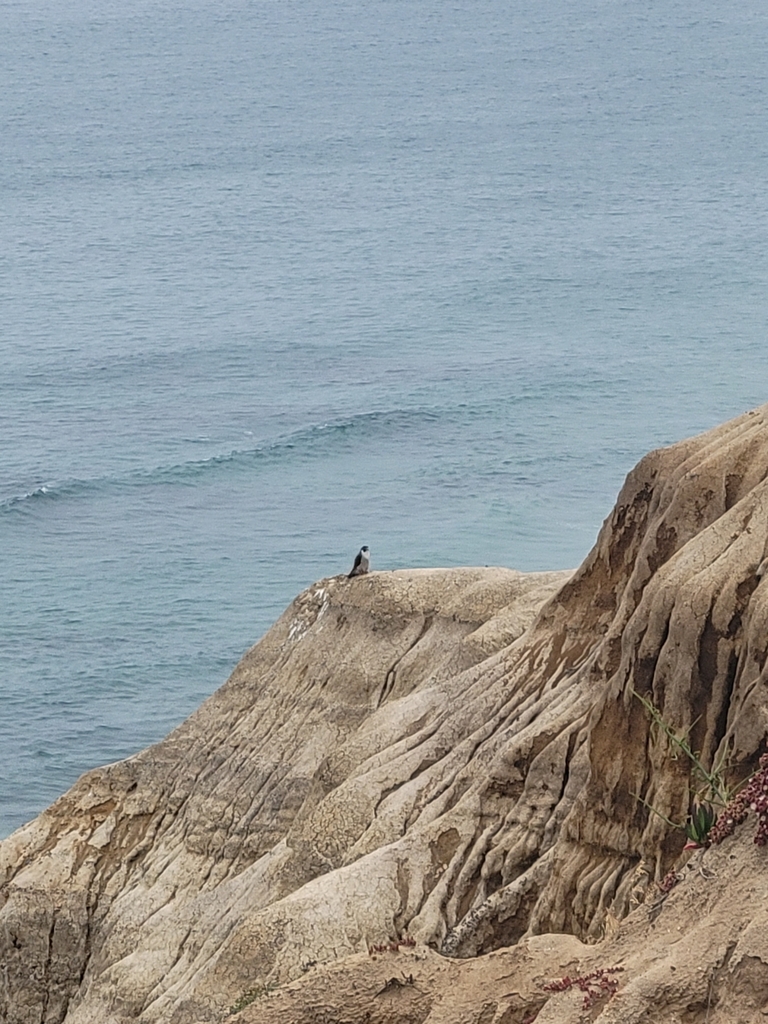 Peregrine Falcon from Torrey Preserve, San Diego, CA, USA on July 1 ...