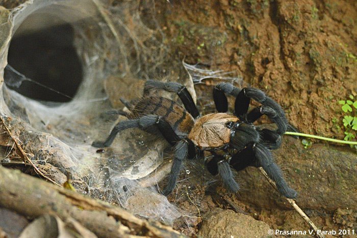 Indian Violet Tarantula from Netravali Wildlife Sanctuary, Goa. on ...