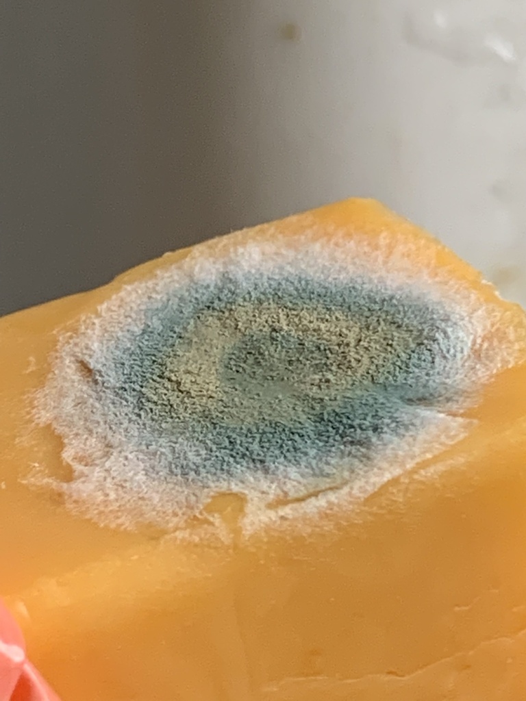 Penicillium commune from Seneca Trail N, Gap Mills, WV, US on July 1 ...
