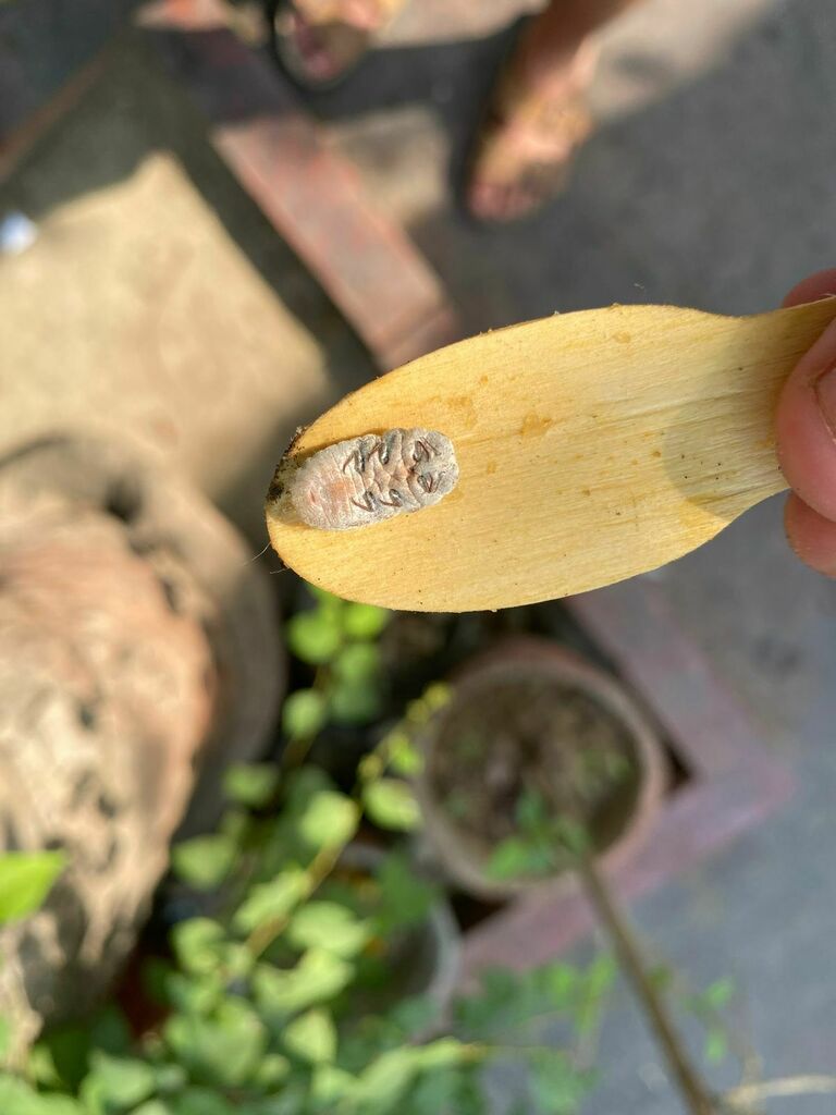 Scale Insects from Mayur Vihar, New Delhi, Delhi 110091, India on April ...