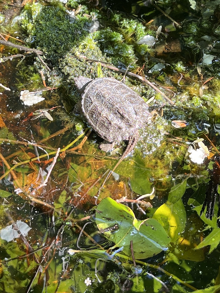 Common Snapping Turtle from Cape Cod National Seashore, Eastham, MA, US ...