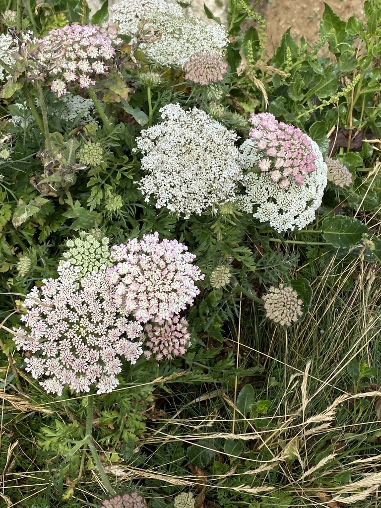 wild carrot from Étretat, Normandie, FR on July 1, 2023 at 01:34 PM by ...