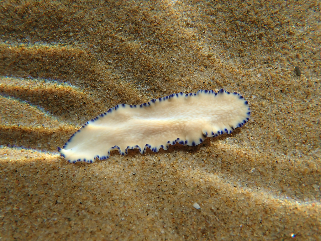 Pseudoceros indicus from Seventeen Seventy QLD 4677, Australia on July ...