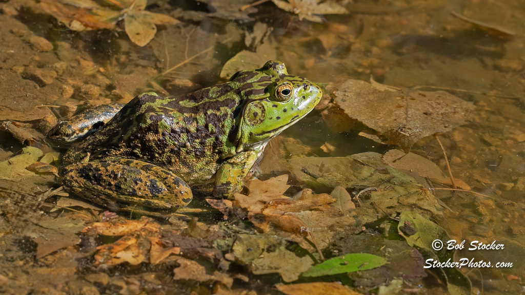 American Bullfrog from 6115 S Santa Fe Dr, Littleton, CO 80120, USA on ...