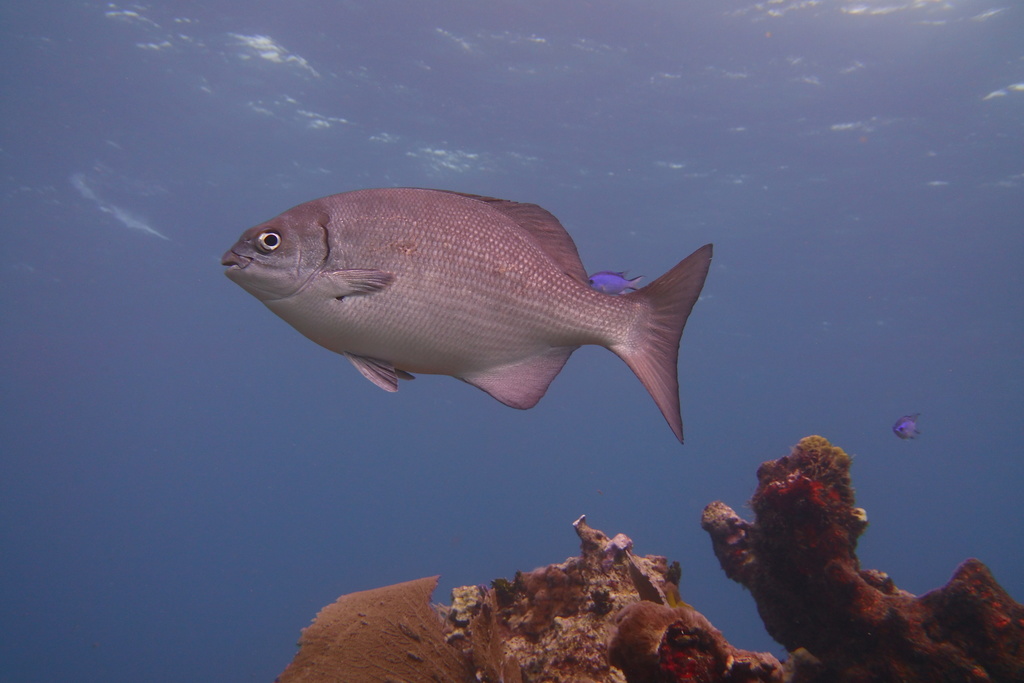 Chopas desde Frente a Isla Mujeres el12 de diciembre de 2018 de ...