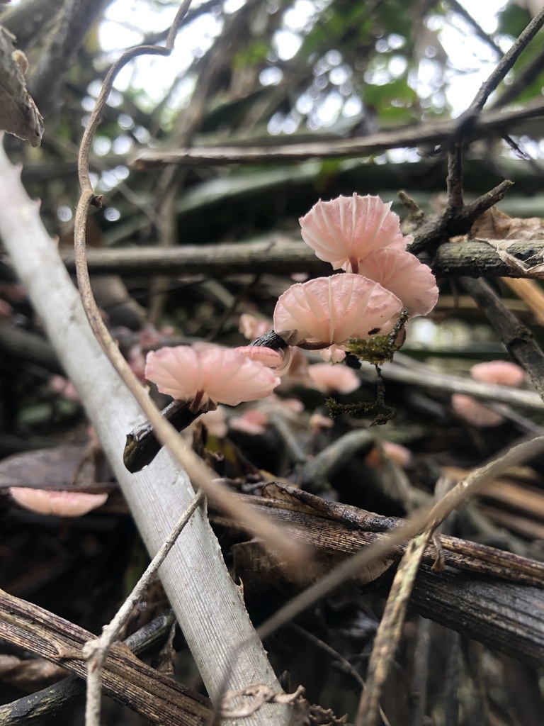 Moniliophthora perniciosa from Puerto Vallarta, JAL, MX on July 1, 2023 ...