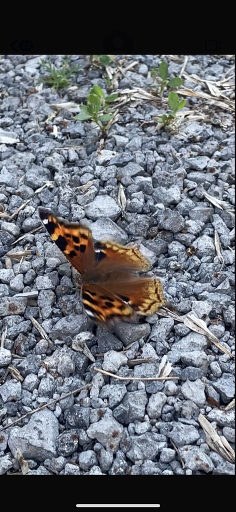Compton Tortoiseshell from Mason Ave, Regina, SK, CA on July 1, 2023 at ...