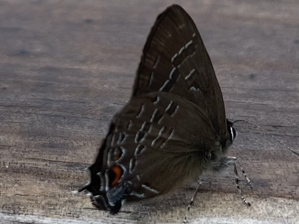 Banded Hairstreak from Weare Reservoir, Weare, NH, US on July 1, 2023 ...